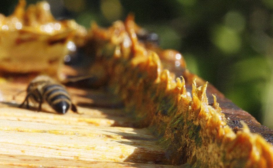 #InfoLebah Propolis Lebah dan Manfaatnya